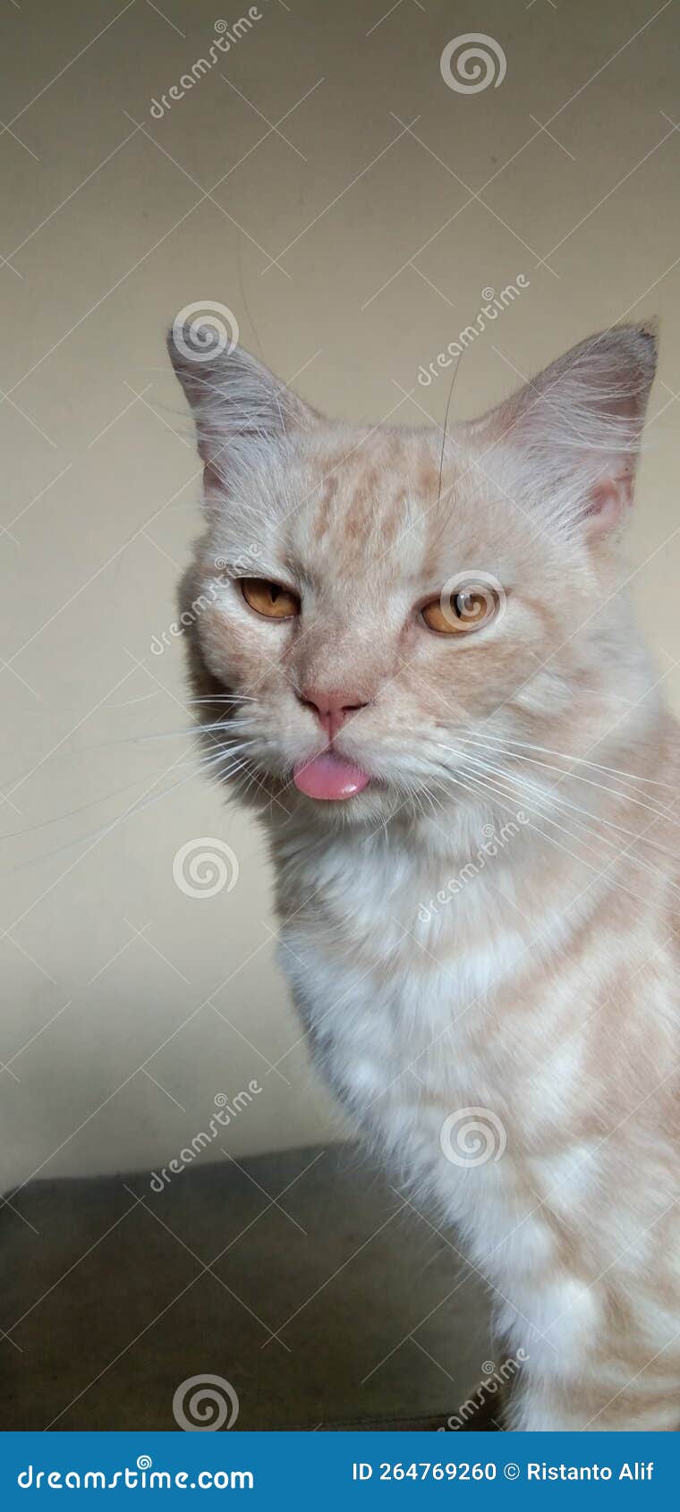 Cat mocking at you stock photo. Image of mocking, funny - 264769260