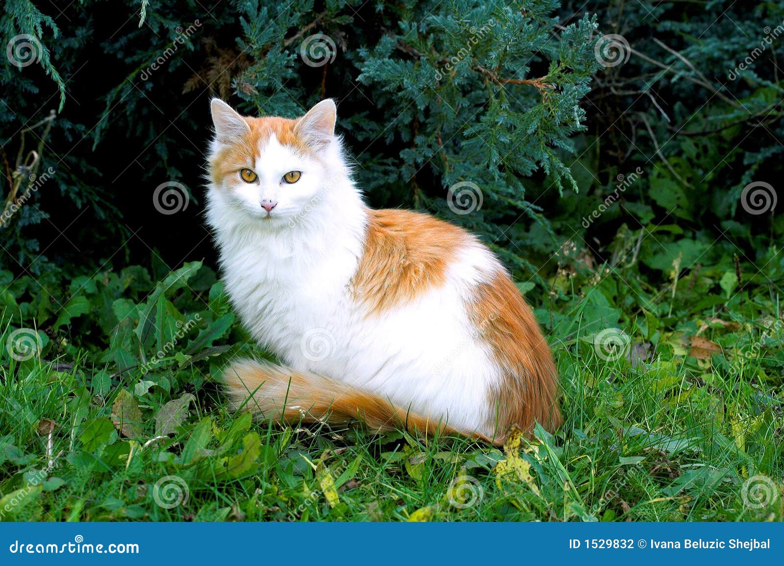 Cat model stock photo. Image of love, posing, cute, young - 1529832