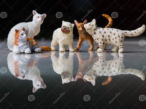 Cat Modeling stock image. Image of group, animalic, cute - 51497039