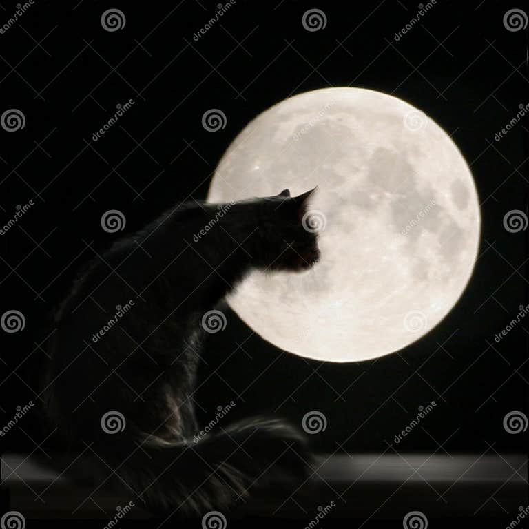 Cat on the Moon stock image. Image of sleep, animals, world - 3057535