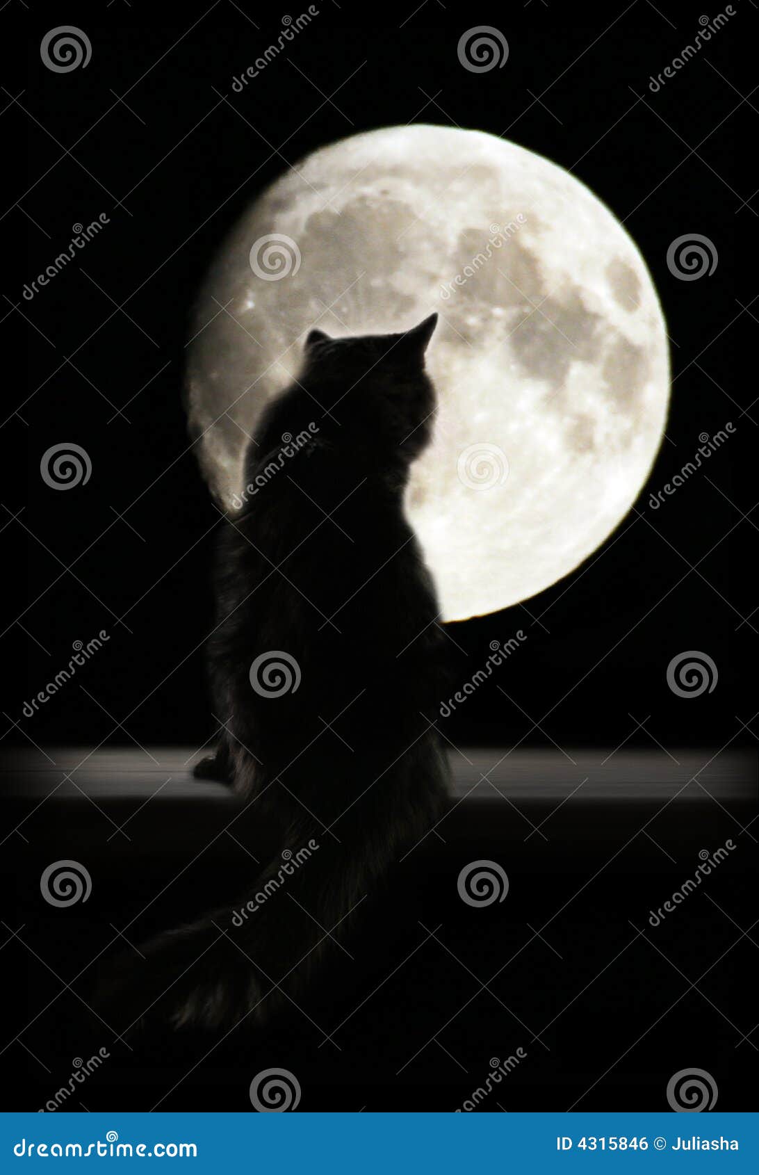 Cat and moon stock photo. Image of midnight, mammals, pets - 4315846