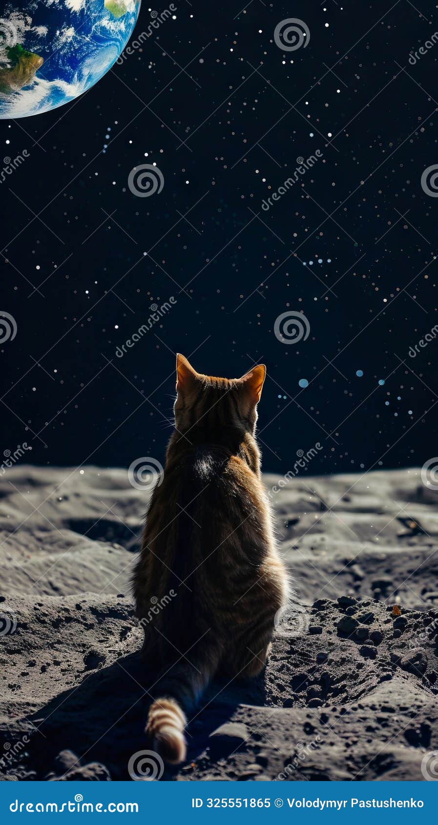 Cat on the moon wallpaper stock image. Image of mammal - 325551865
