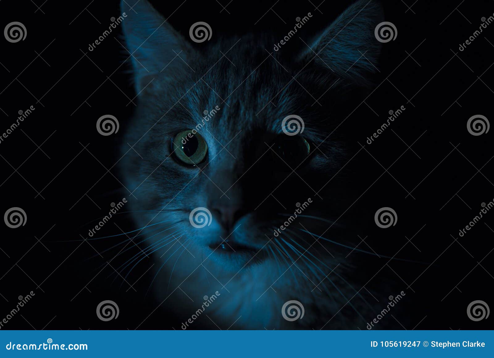 Cat in Moonlight stock image. Image of pets, domestic - 105619247