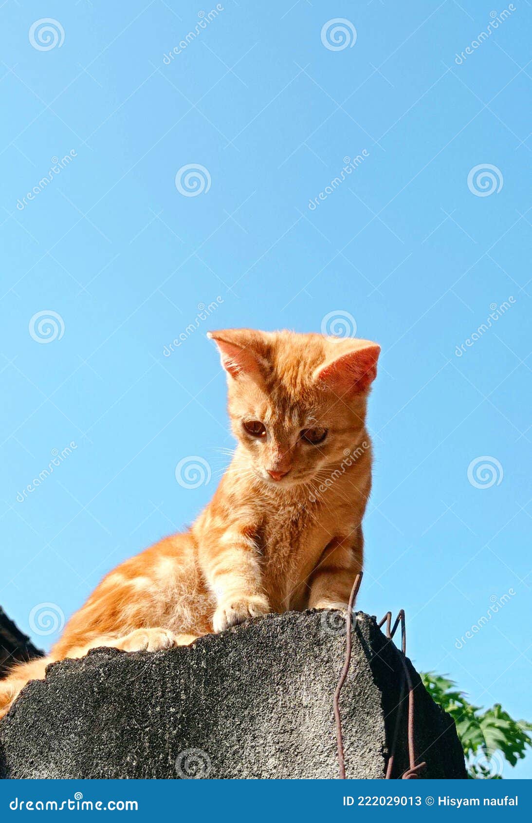 Cat in morning stock image. Image of mamals, animal - 222029013