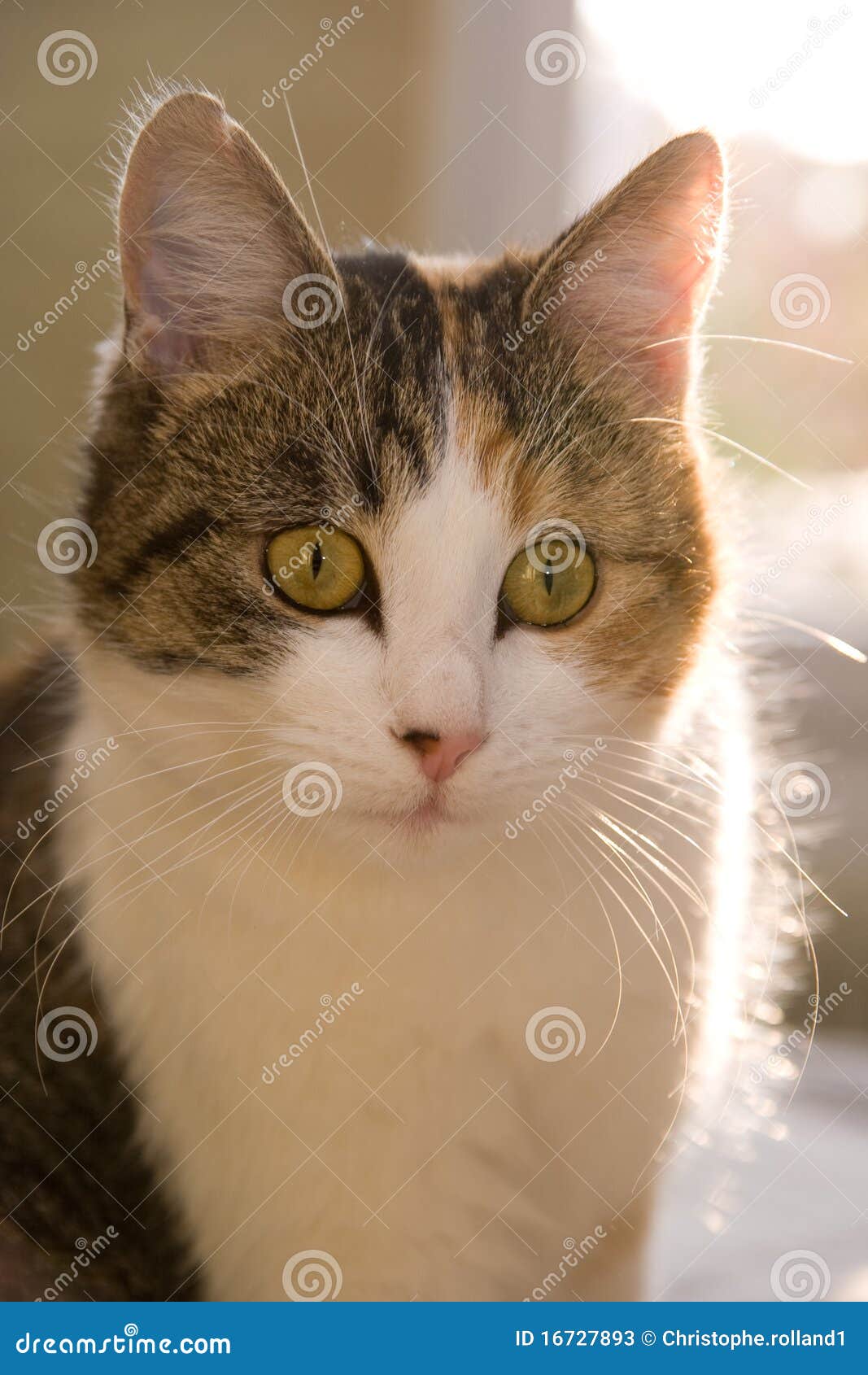 Cat in the morning light stock image. Image of cute, light - 16727893