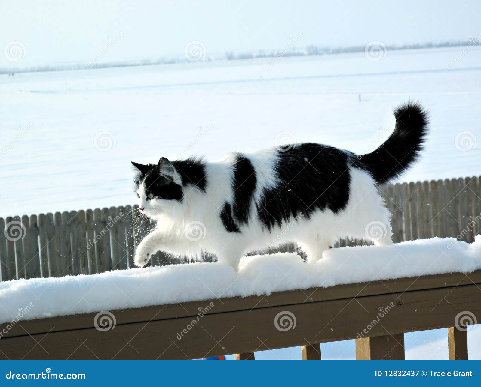 Cat on Morning Stroll stock image. Image of furry, watchful - 12832437