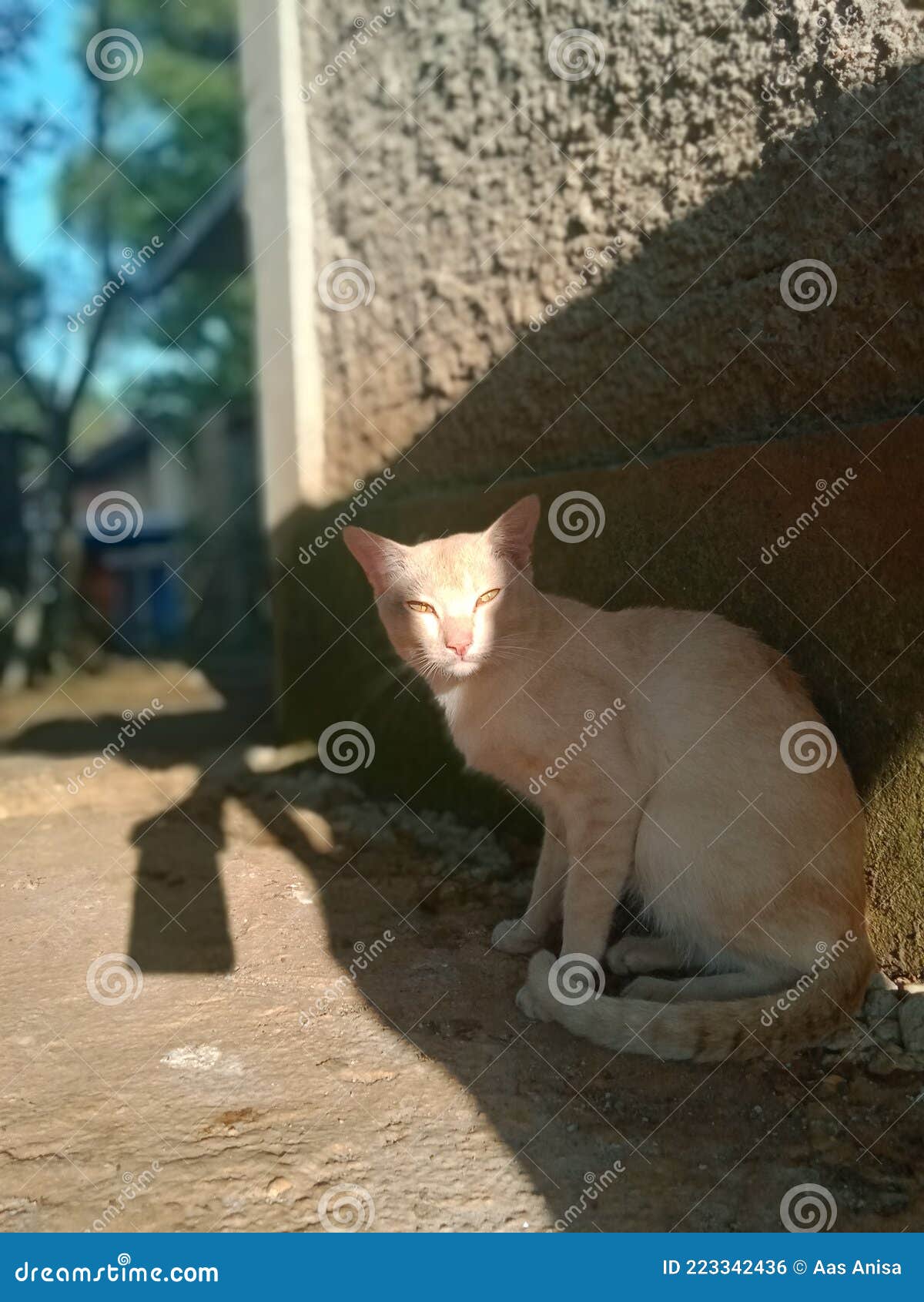 Cat in the morning sun stock photo. Image of wall, funny - 223342436