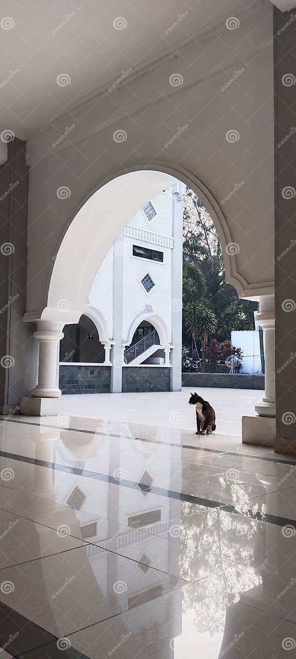 Cat in the mosque stock image. Image of monastery, temple - 264669855