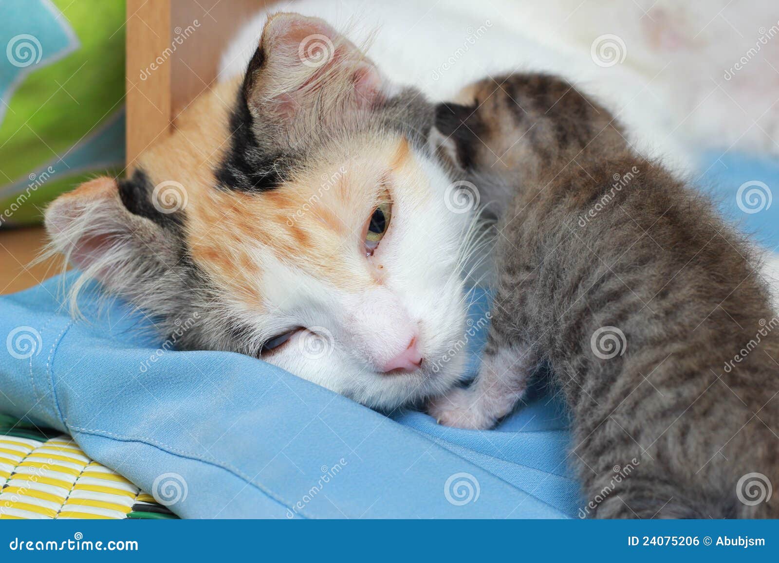 Cat mother and its kitten stock photo. Image of whisker - 24075206
