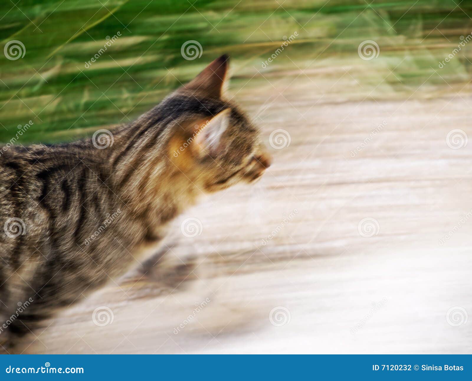 Cat motion stock photo. Image of motion, hunting, animal - 7120232