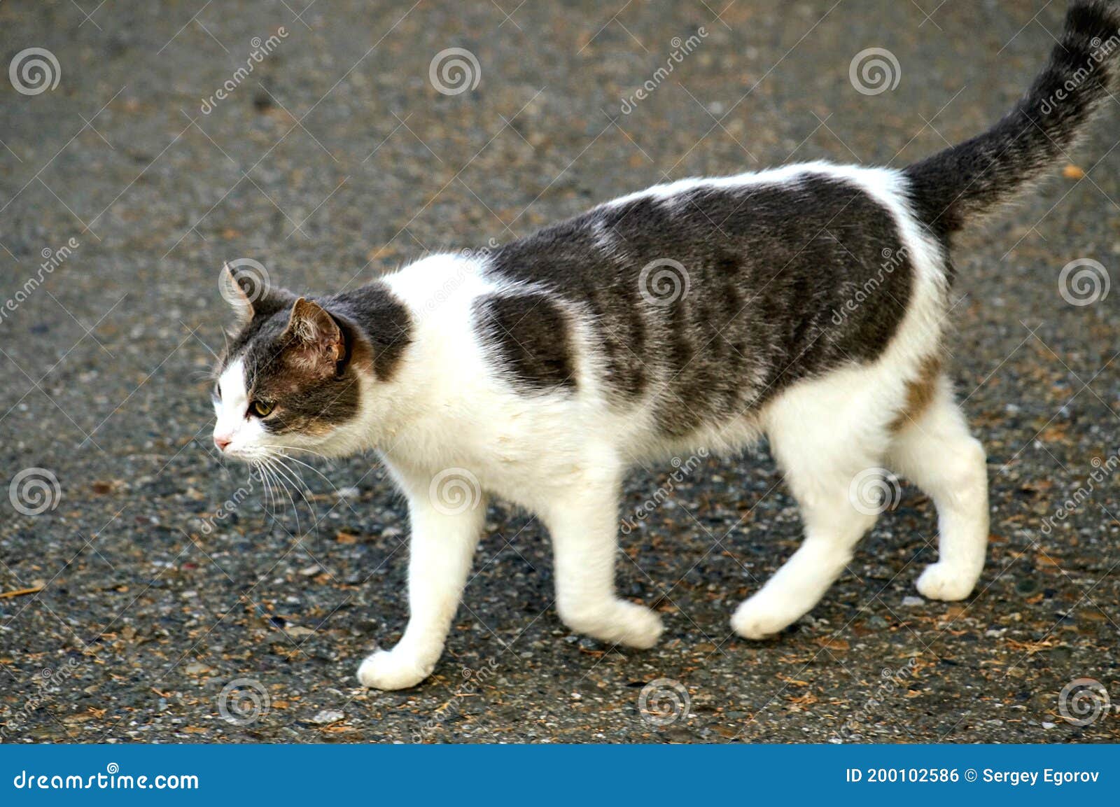 Cat in motion stock photo. Image of asphalt, motion - 200102586