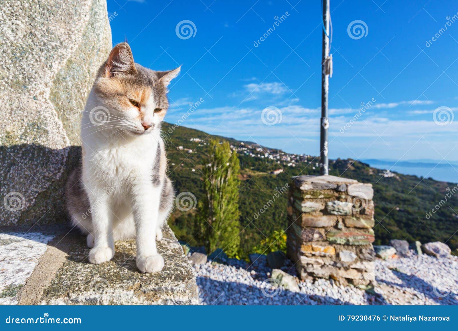 Cat and mountain panorama stock photo. Image of town - 79230476