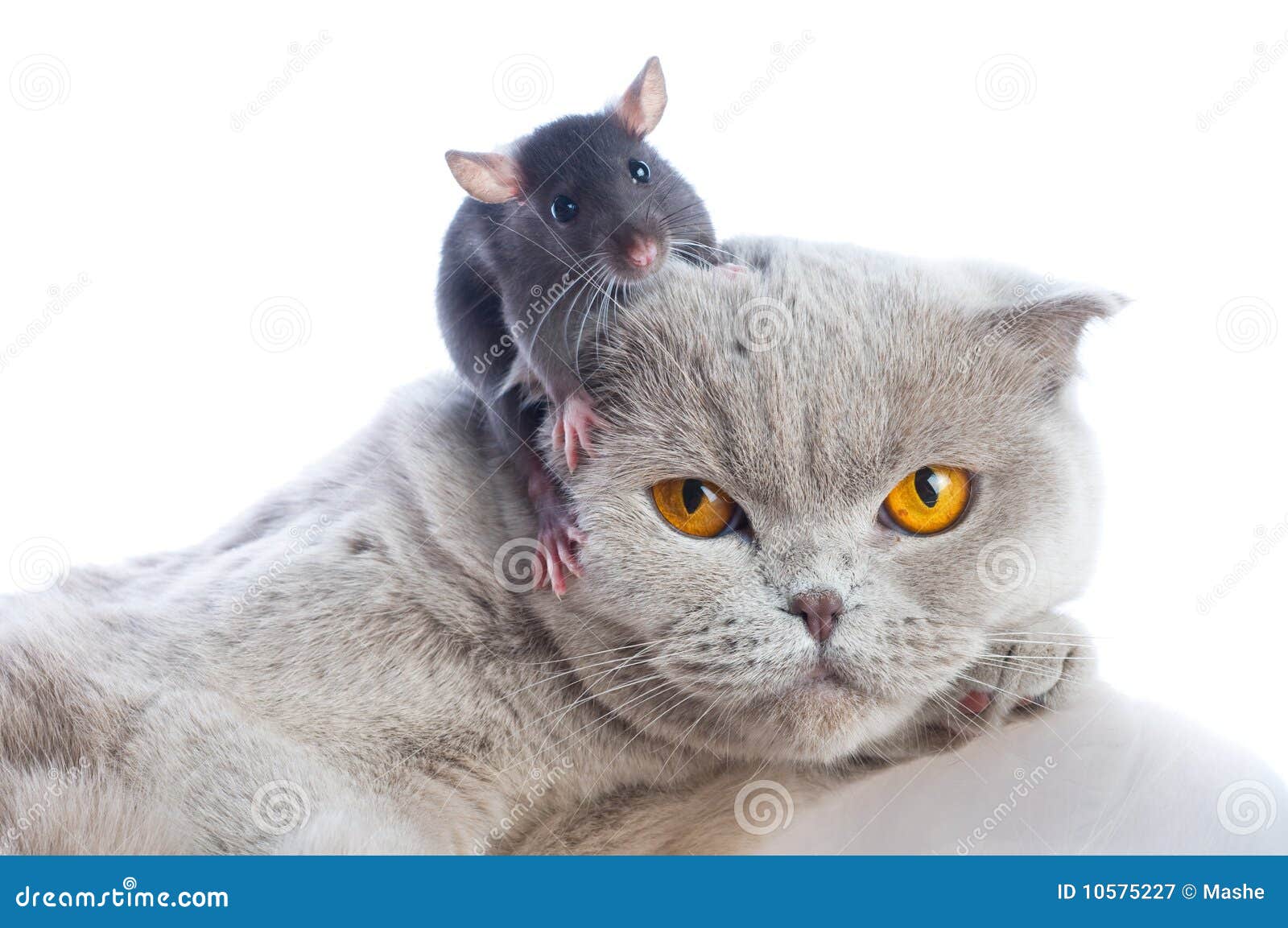 Cat and mouse stock image. Image of pretty, mouse, rodent - 10575227