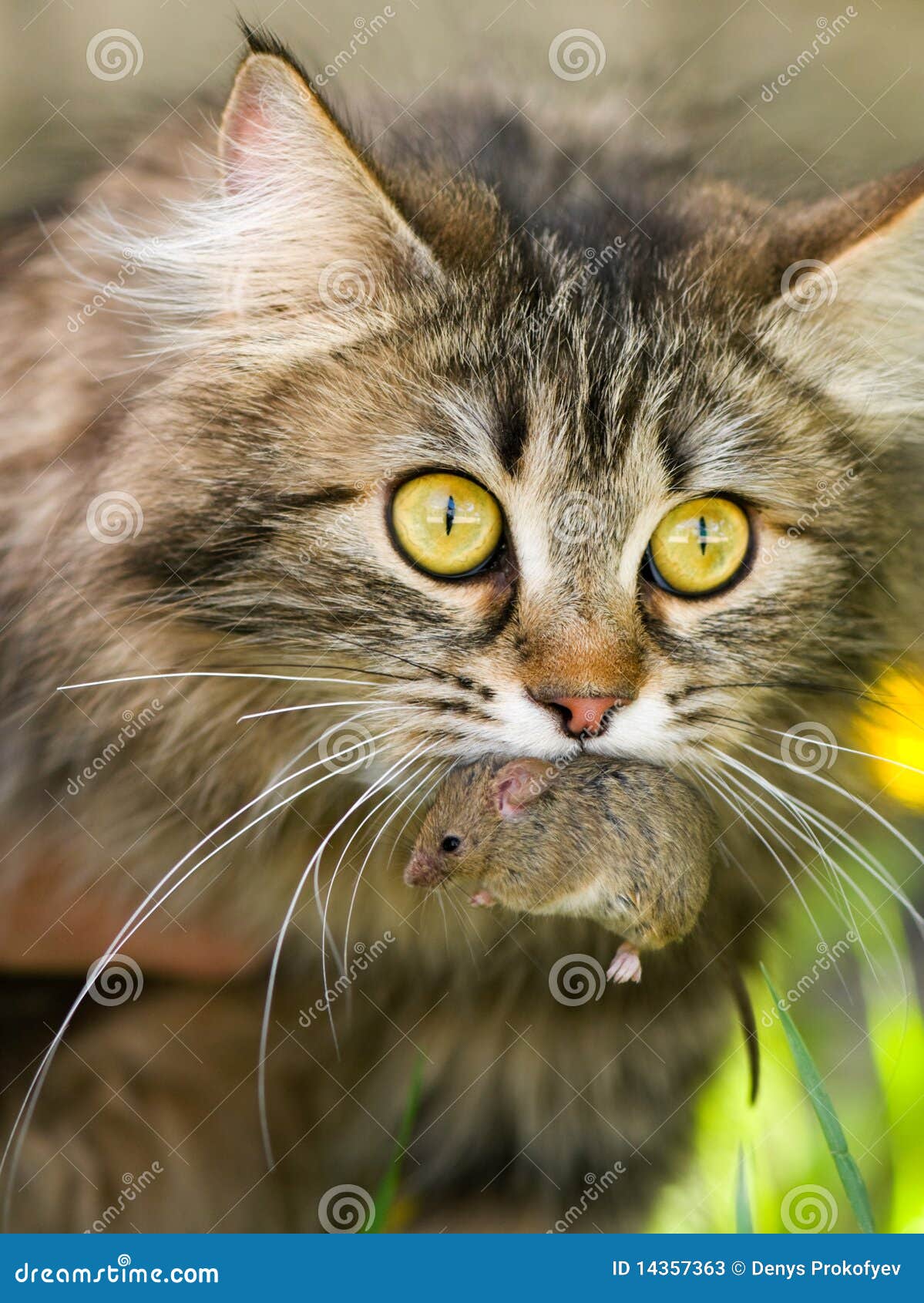 Cat Pouncing On Mouse