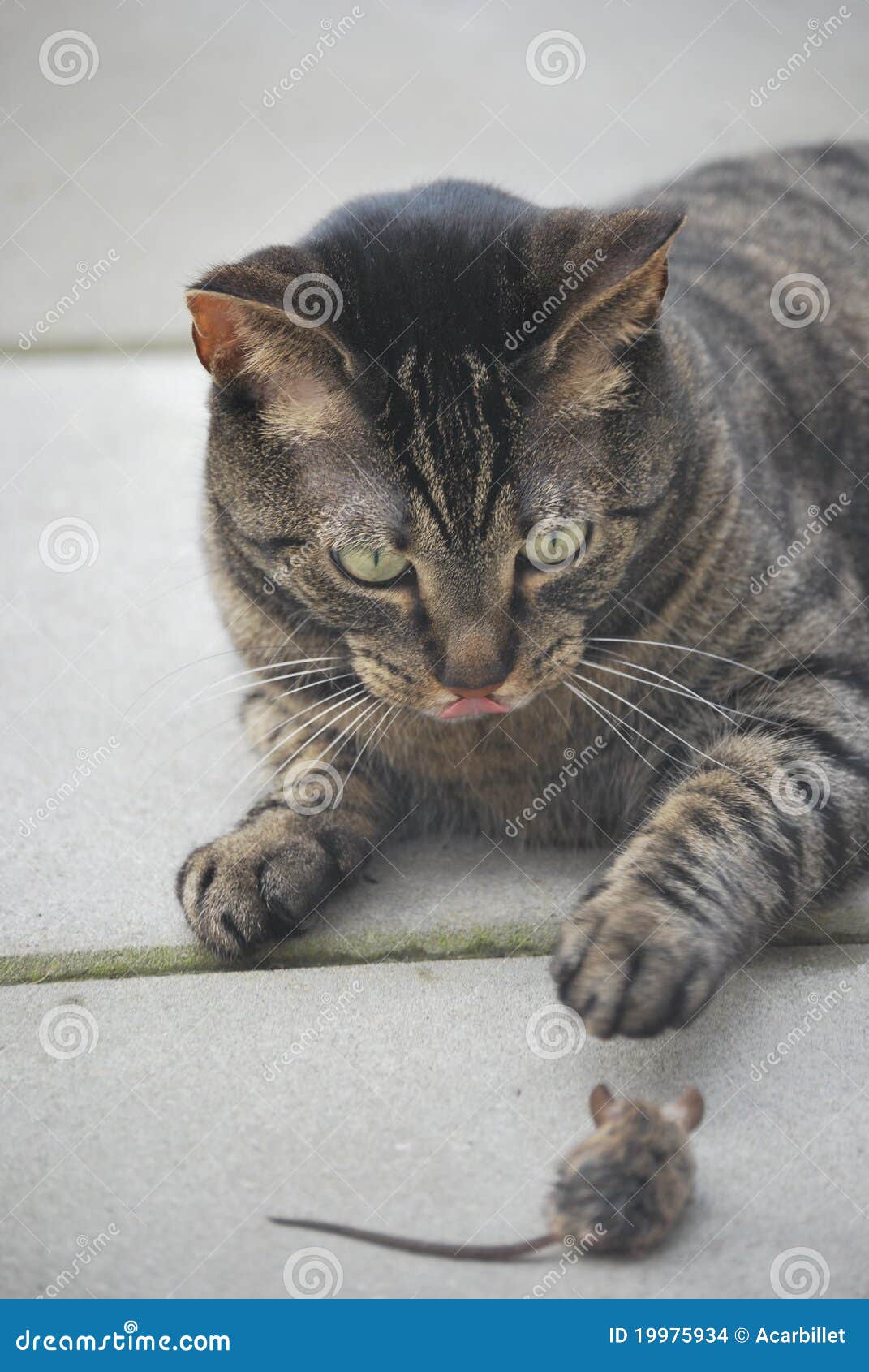Cat and mouse stock photo. Image of organism, catsplay - 19975934