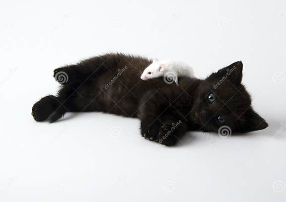 Cat & Mouse stock photo. Image of pets, felis, mammalia - 2393086