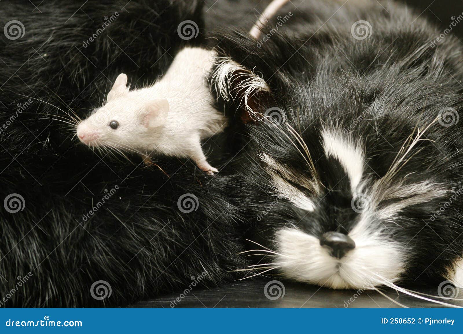 Cat and Mouse stock photo. Image of peril, fear, bold, chance - 250652