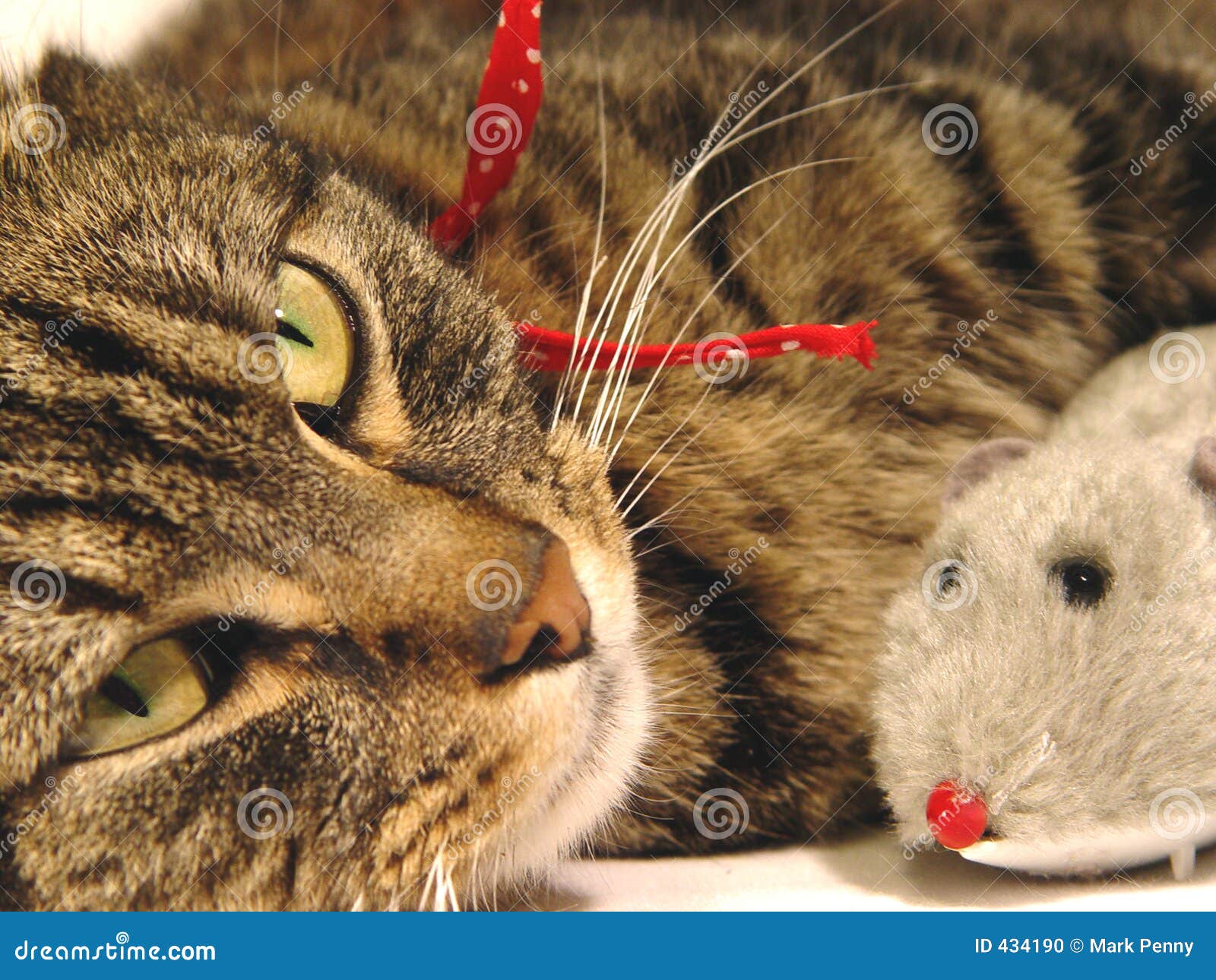 Cat & Mouse stock photo. Image of portrait, close, kitten - 434190