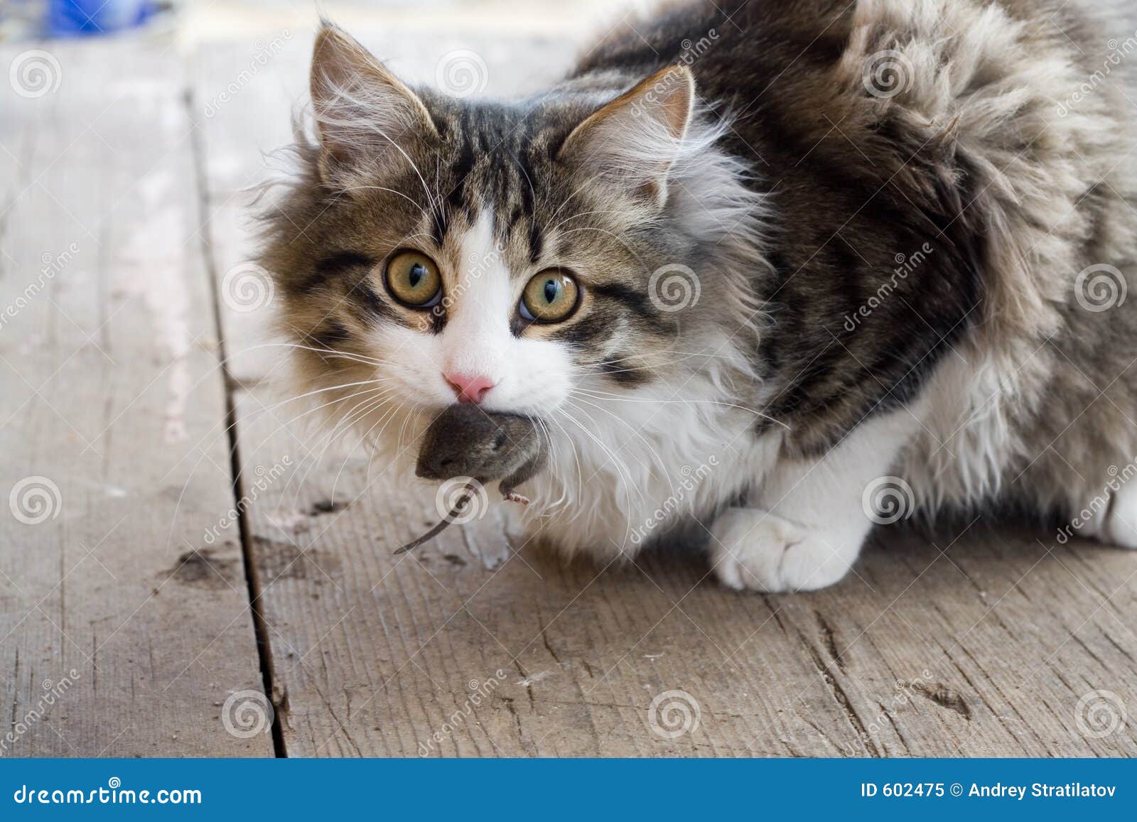 Cat and mouse stock image. Image of victim, kitty, animals - 602475