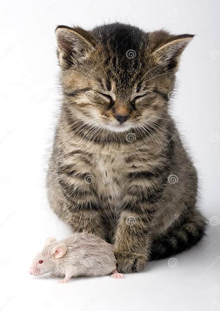 Cat and mouse stock image. Image of moving, feline, sitting - 8302939