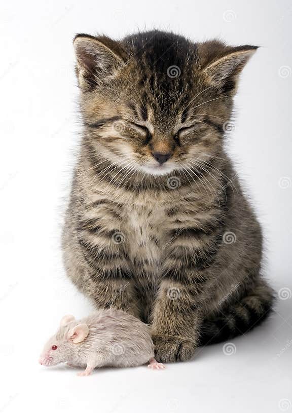 Cat and mouse stock image. Image of moving, feline, sitting - 8302939