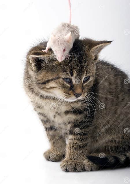 Cat and mouse stock photo. Image of feline, kitten, beautiful - 8303098