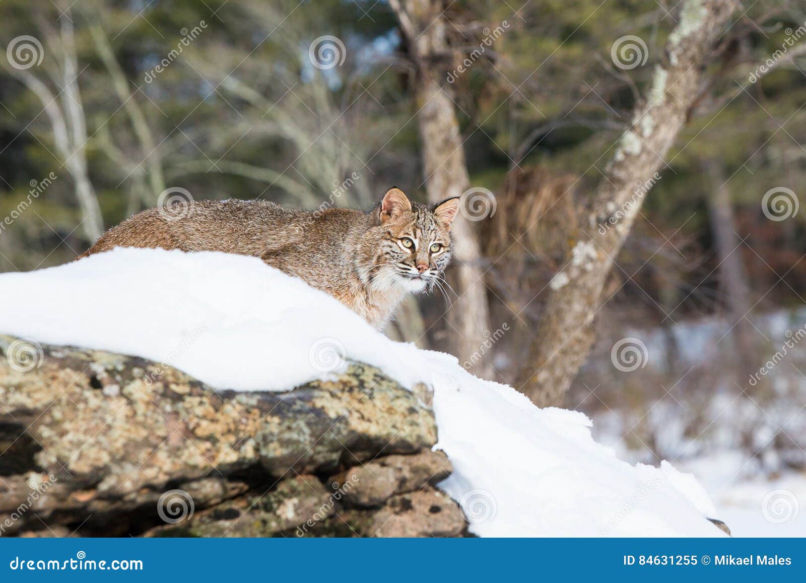 Cat and mouse stock image. Image of feline, wildlife - 84631255