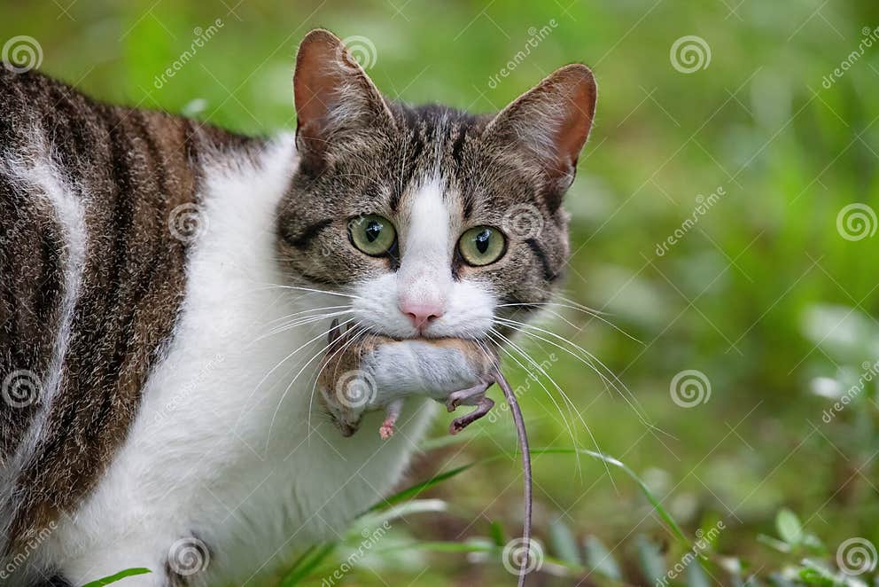 Cat with mouse stock image. Image of sylvaticus, nature - 176839647