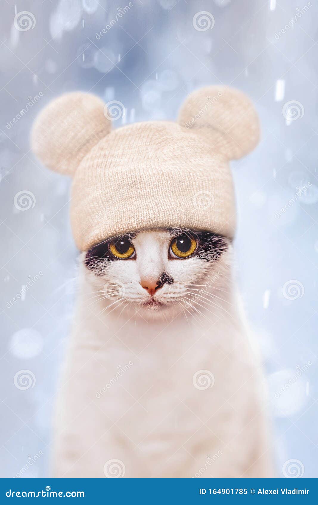 Cat Winter Hat Stock Photos - Download 3,408 Royalty Free Photos