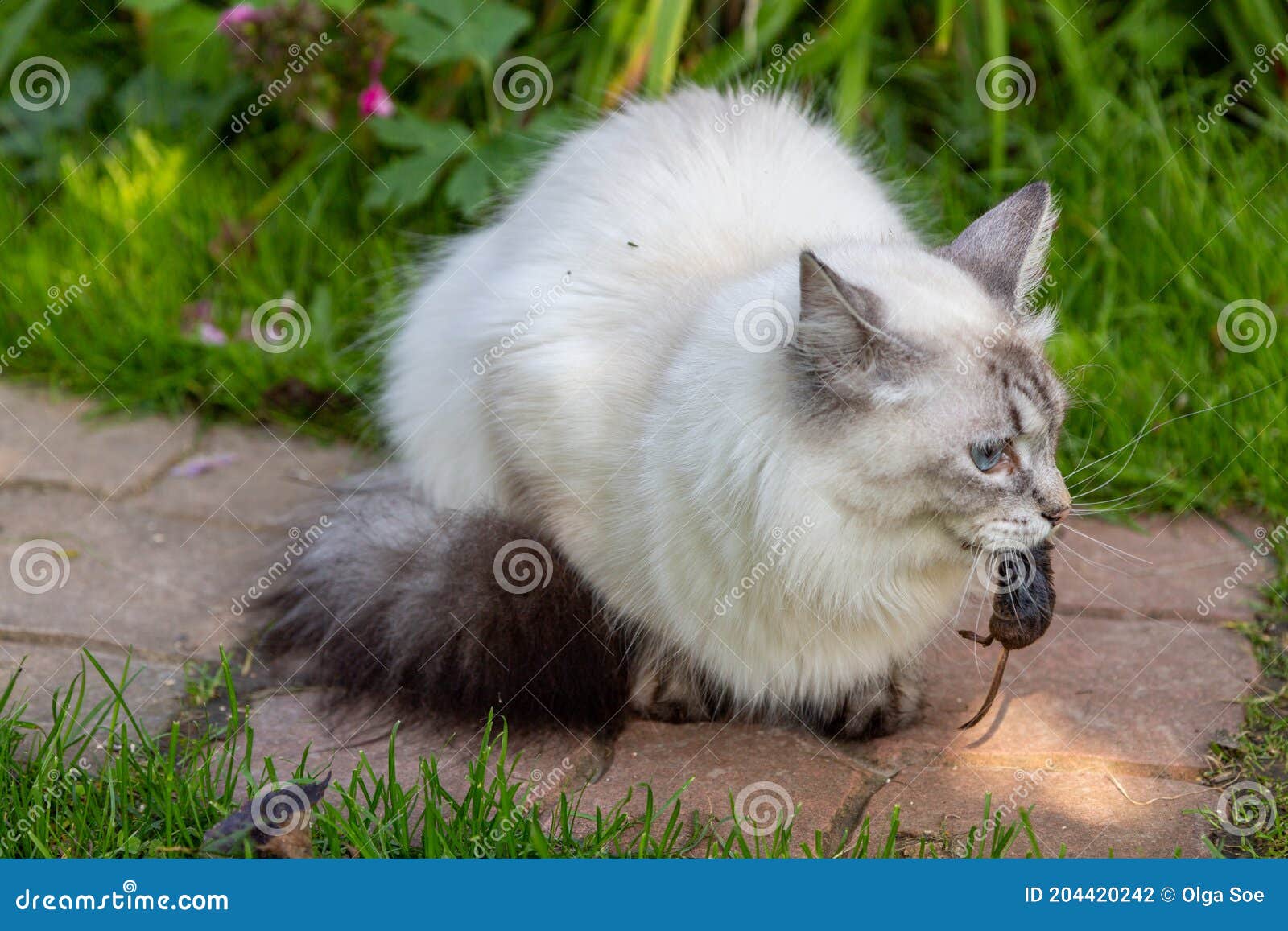 Cat with a Mouse in Its Mouth Stock Photo - Image of hungry, play ...