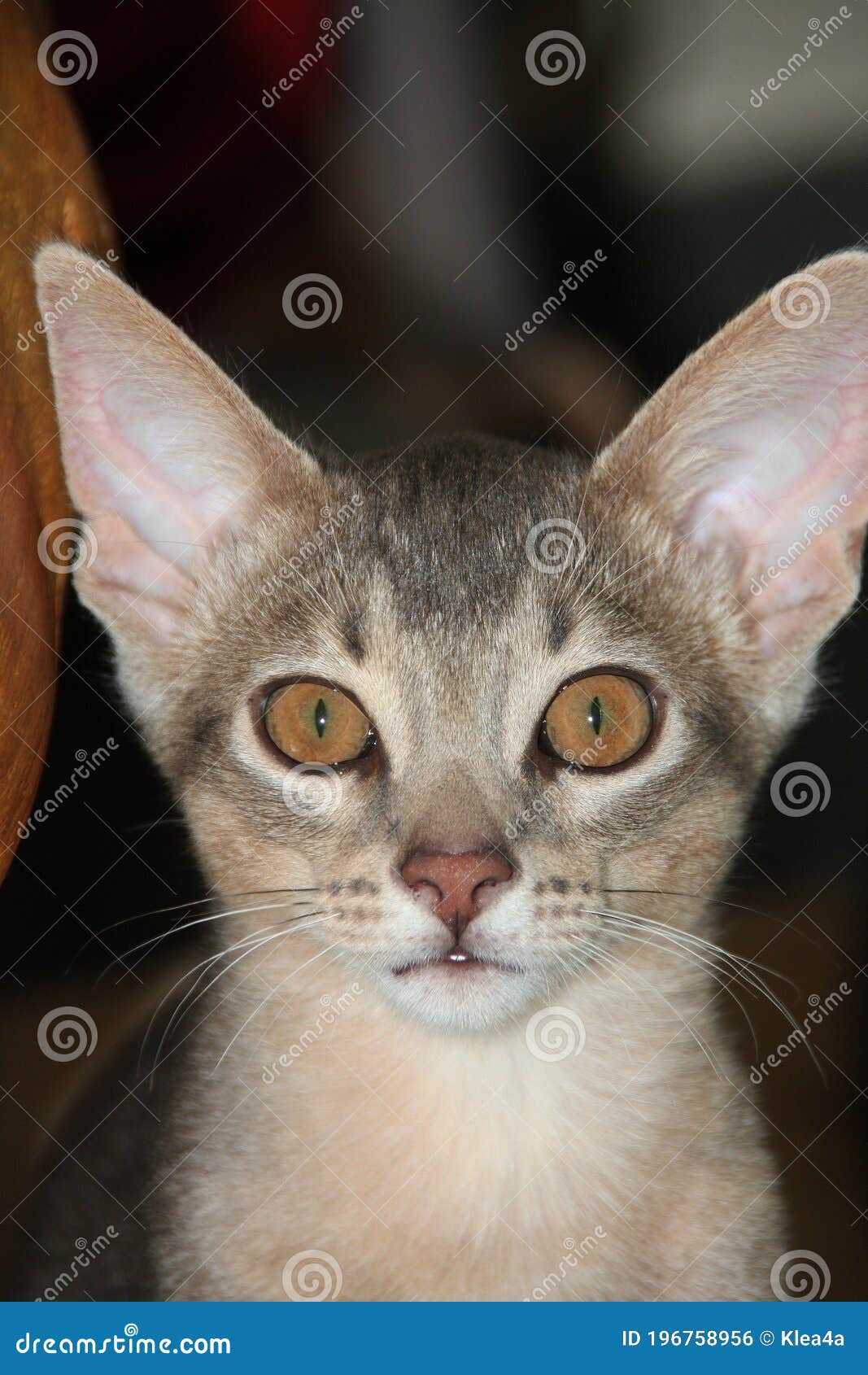 Cat in mouse look stock photo. Image of busy, background - 196758956