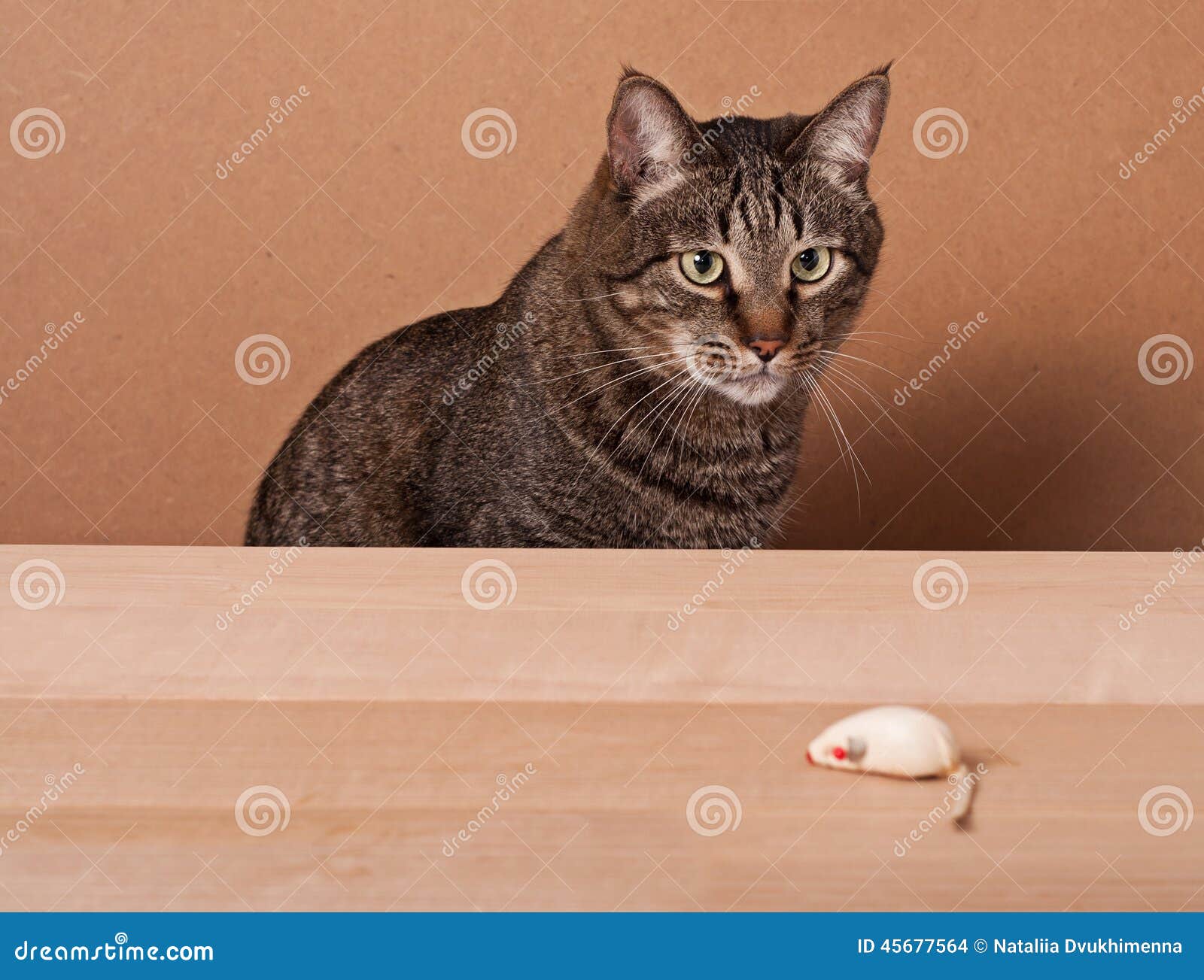 Cat and mouse stock photo. Image of soft, mouse, eyes - 45677564