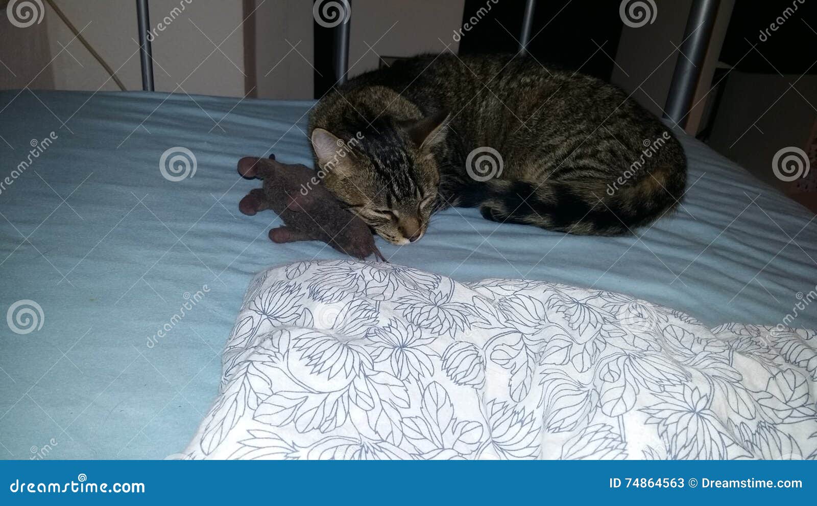 Cat and Mouse stock image. Image of sleeping, favoured - 74864563