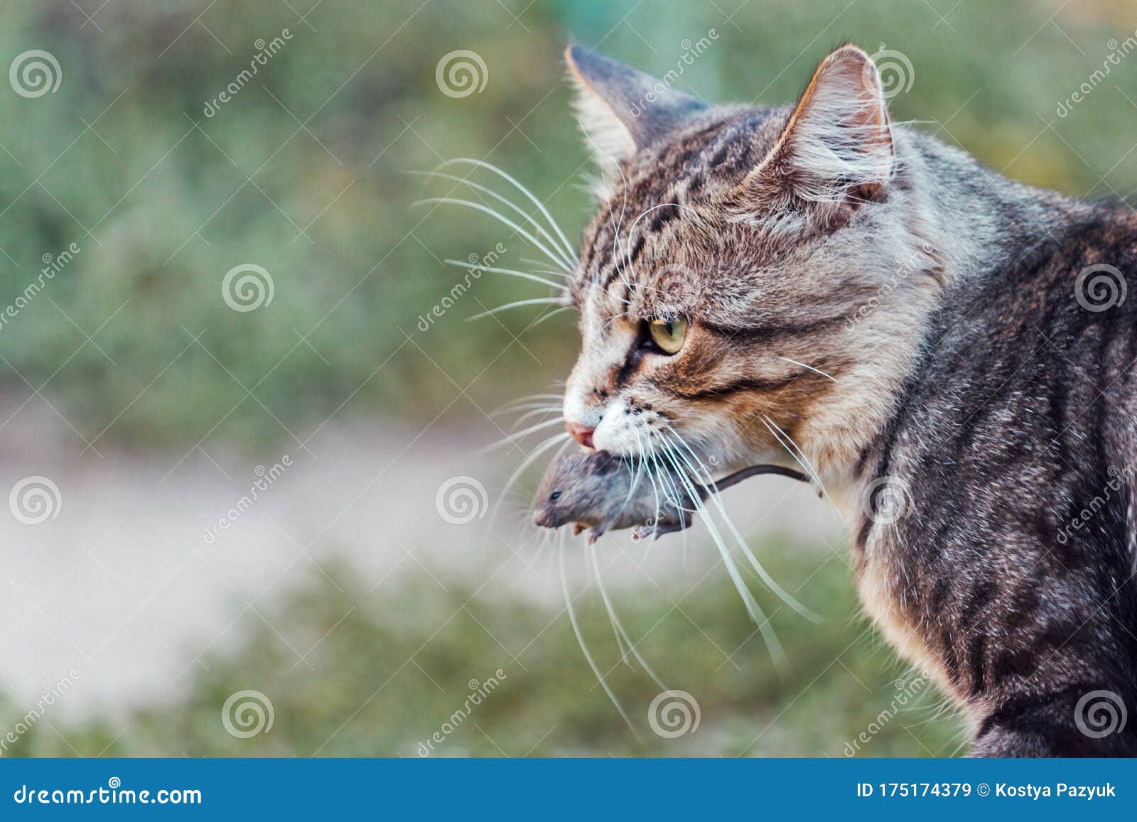 Cat with a Mouse in the Teeth Stock Image - Image of gray, background ...