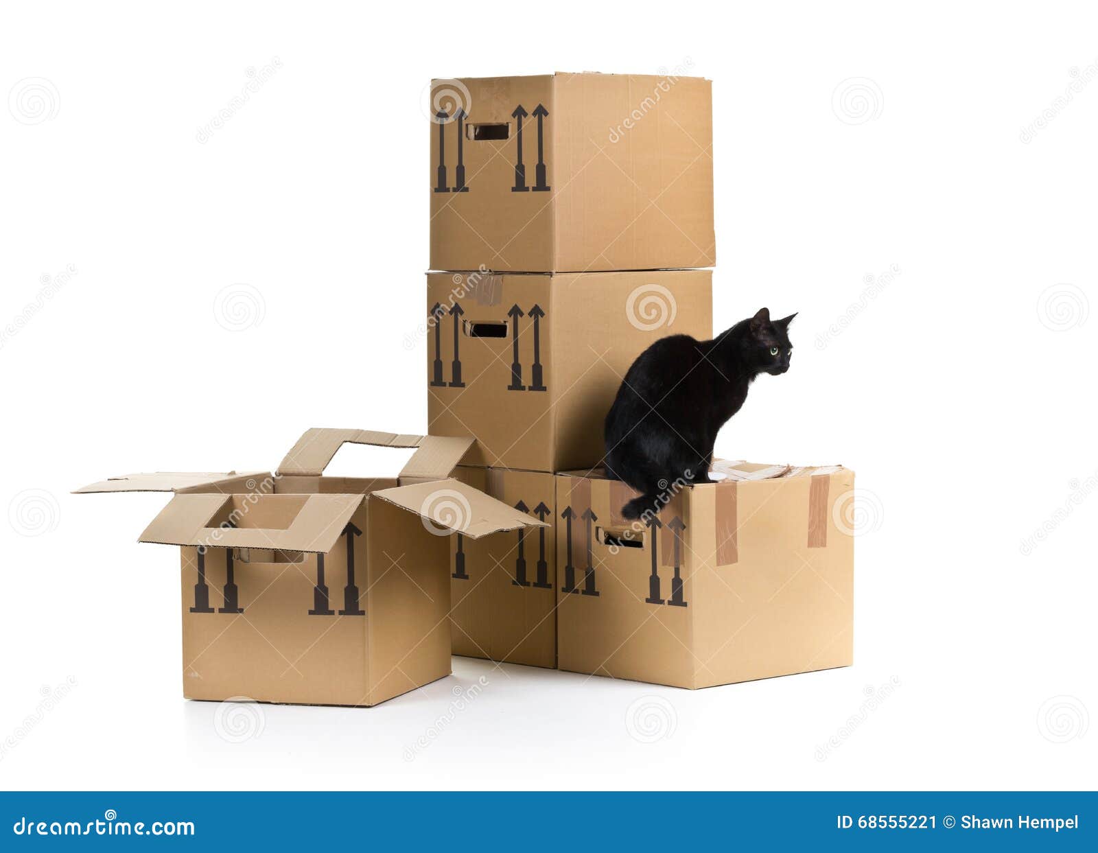 Cat with Moving Carton Boxes Stack Stock Image - Image of open, office ...