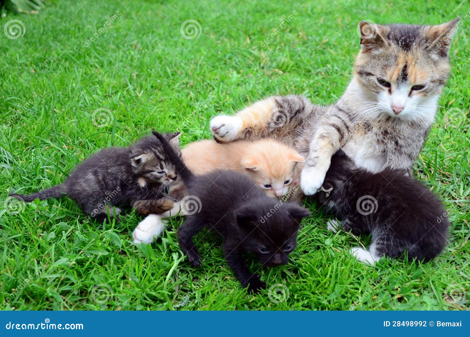 Cat-mum feeding kittens stock photo. Image of calm, lineage - 28498992
