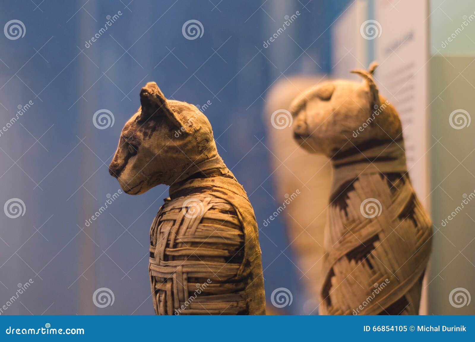 Cat mummies from egypt stock image. Image of pharaoh - 66854105