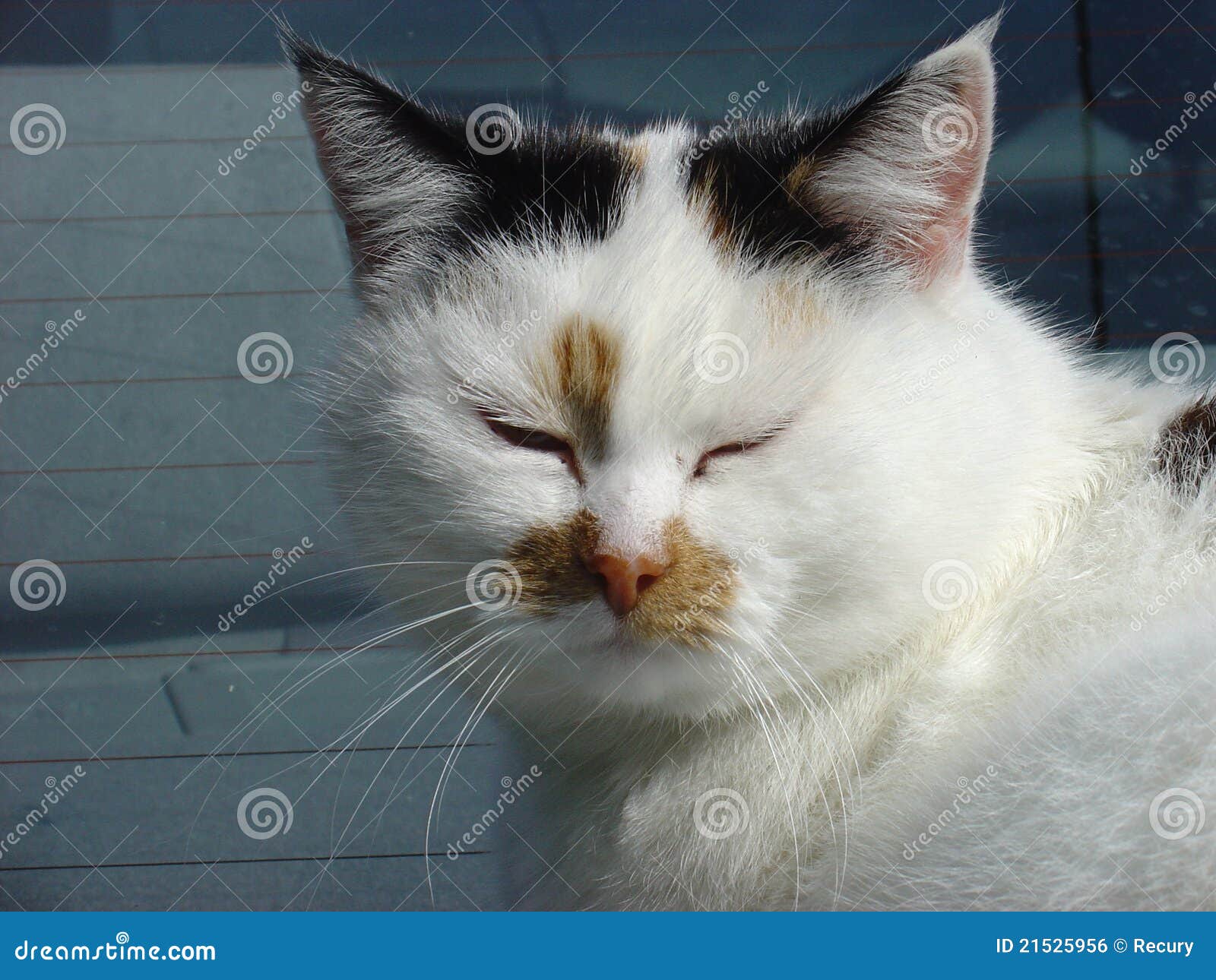 Cat muse stock photo. Image of slinky, feline, striped - 21525956