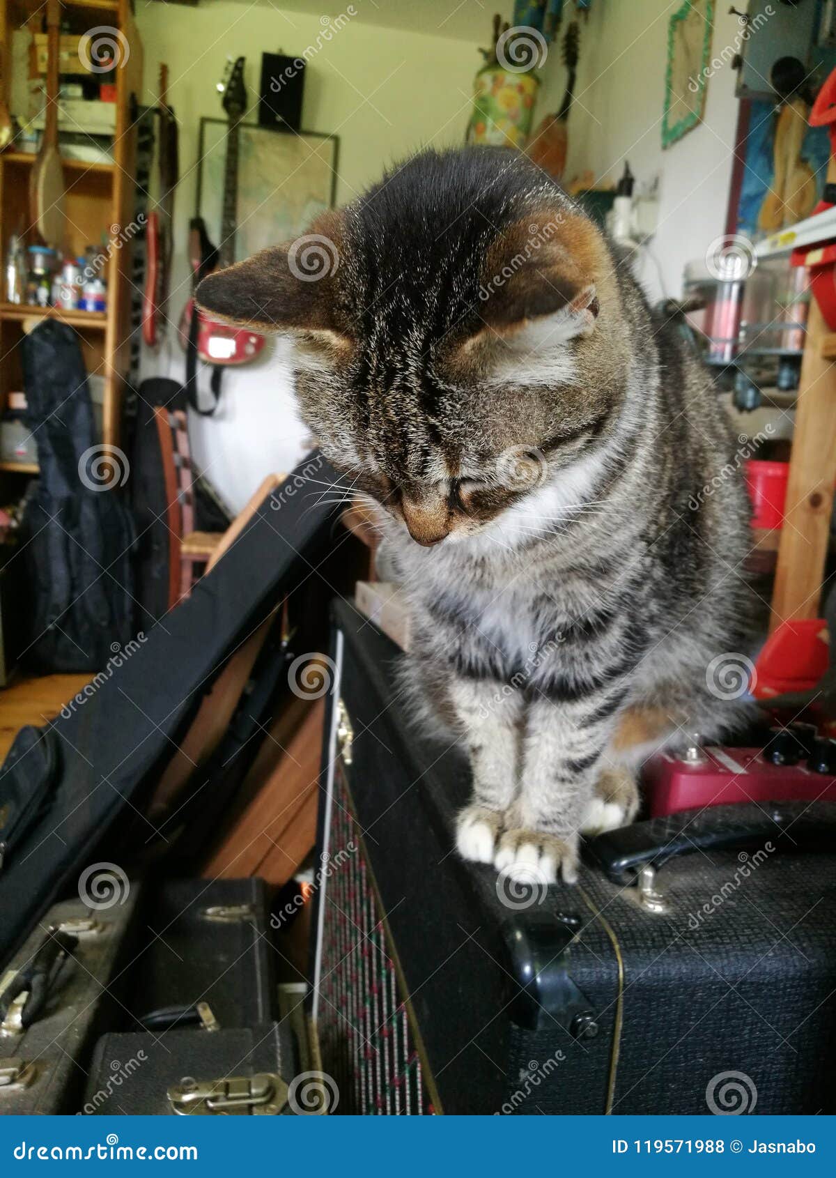 Cat in the Musical Instrument Workshop Stock Photo - Image of cute ...