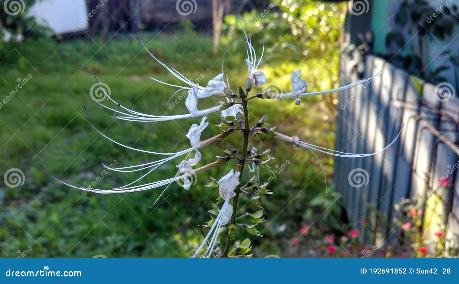 Cat Mustache Flower stock photo. Image of tree, flower - 192691852