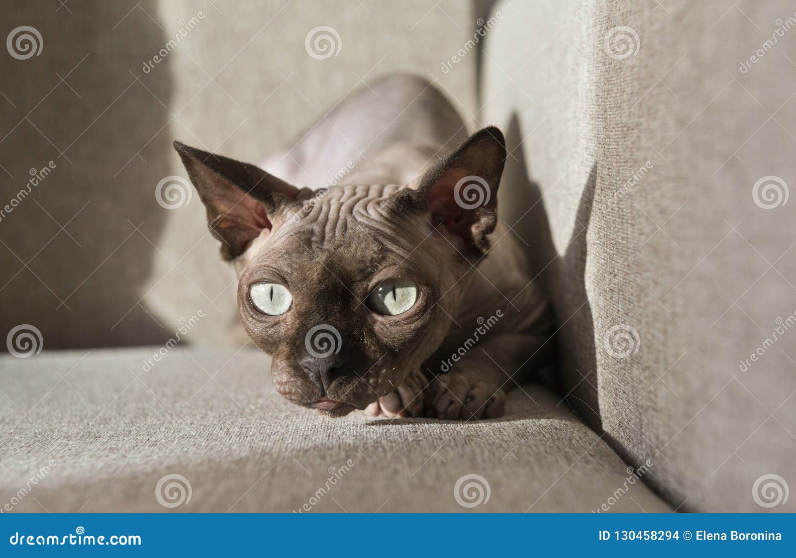 Cat Breed Canadian Sphinx Lying On A Chair With Raised Legs, Cat Stuck ...