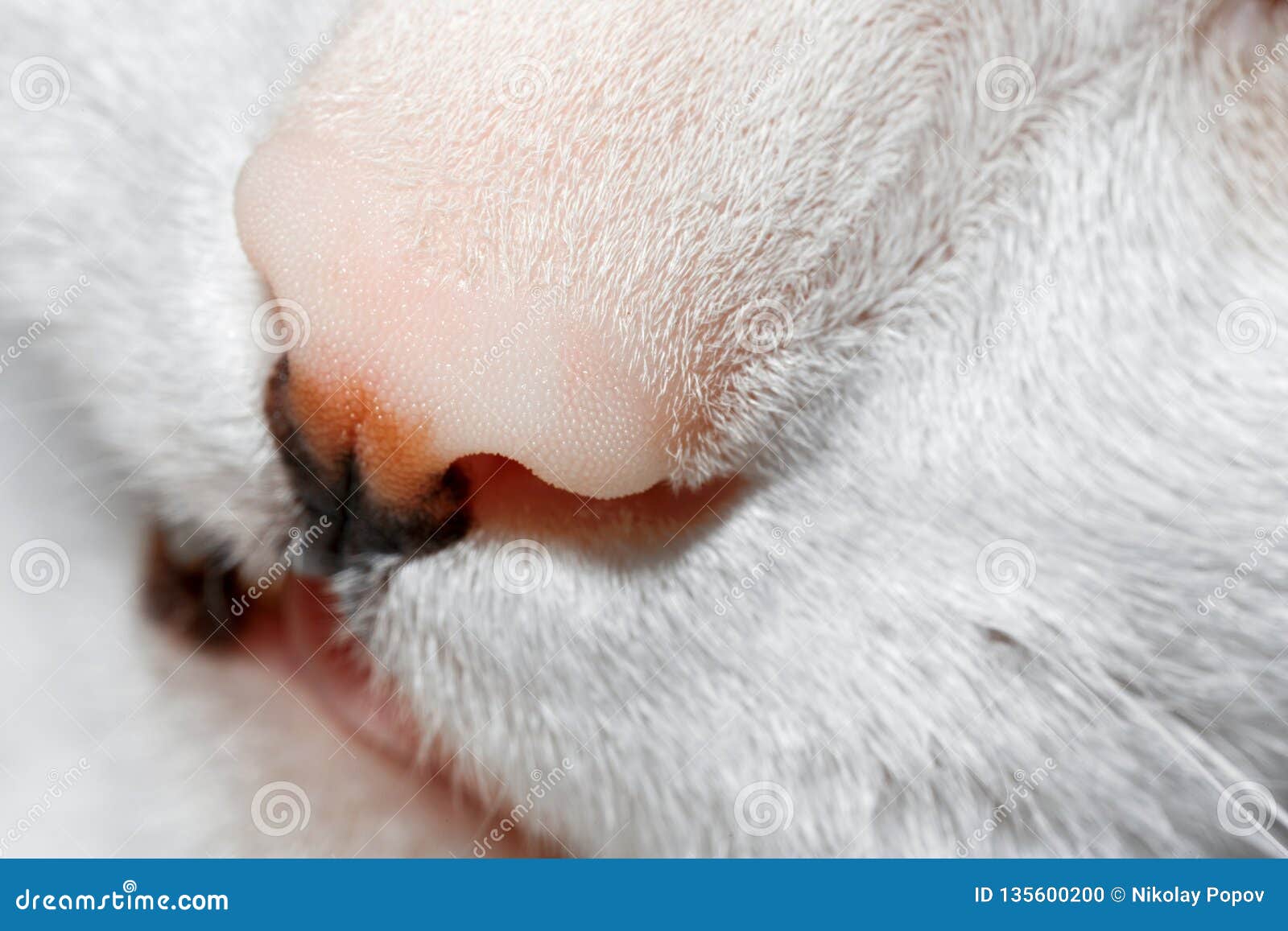 Cat muzzle close up stock photo. Image of close, muzzle - 135600200