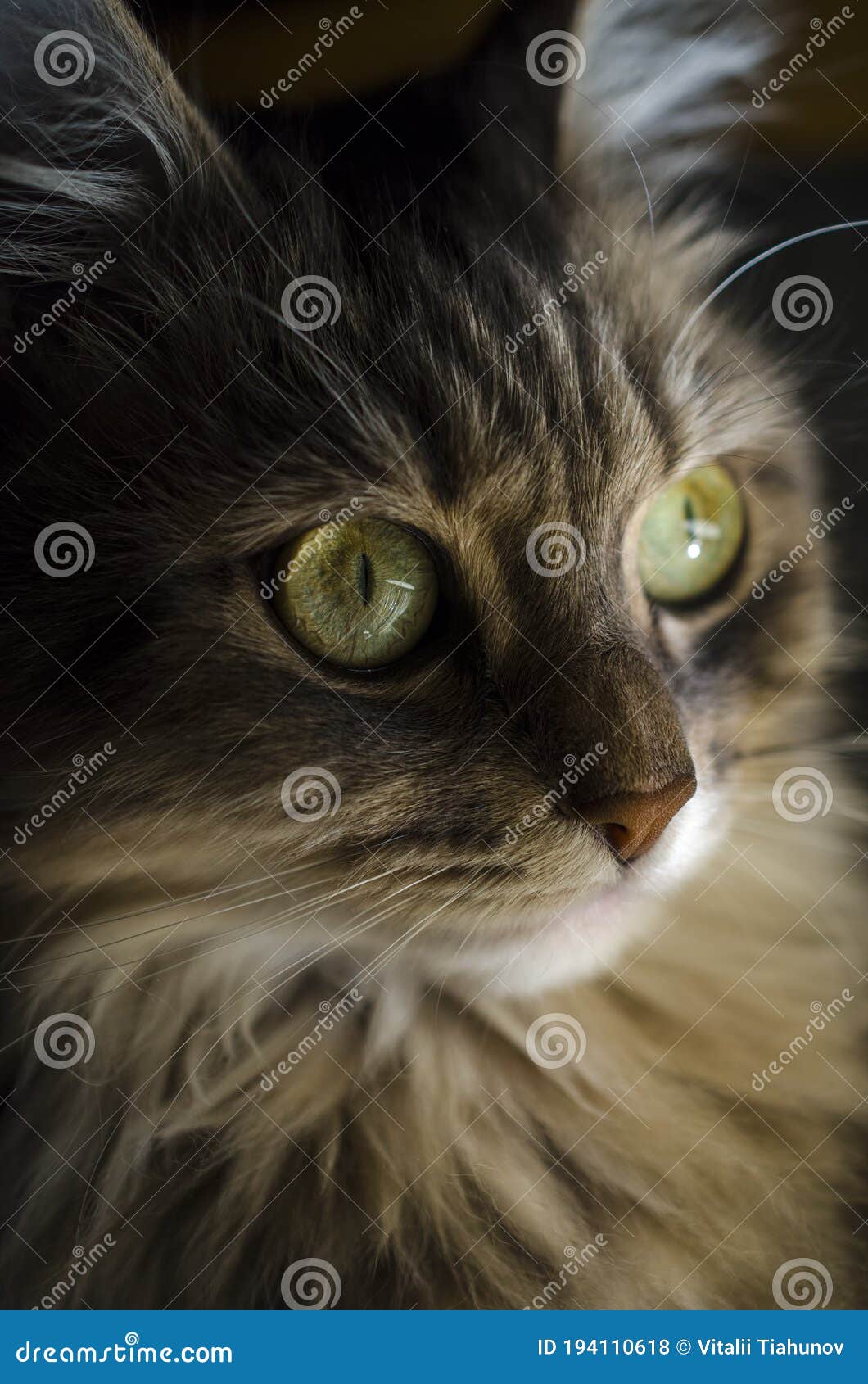 Cat muzzle, face close up stock photo. Image of kitty - 194110618