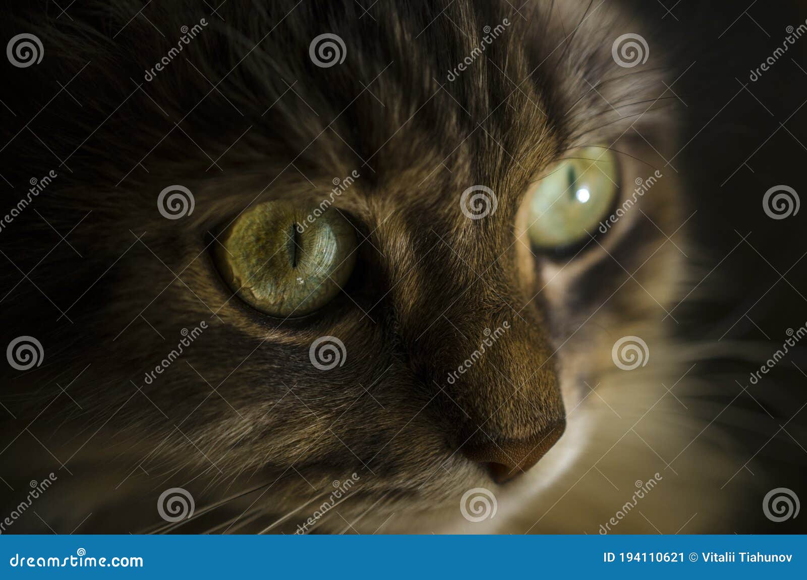 Cat muzzle, face close up stock image. Image of relaxing - 194110621