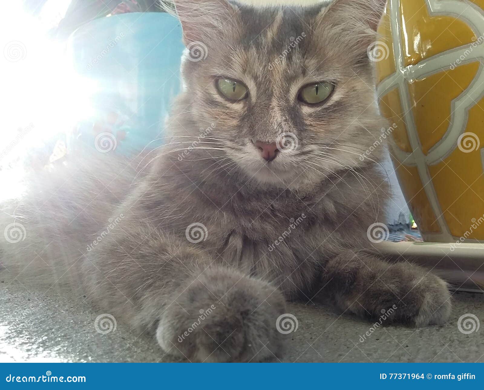 Cat stock photo. Image of time, chilling - 77371964