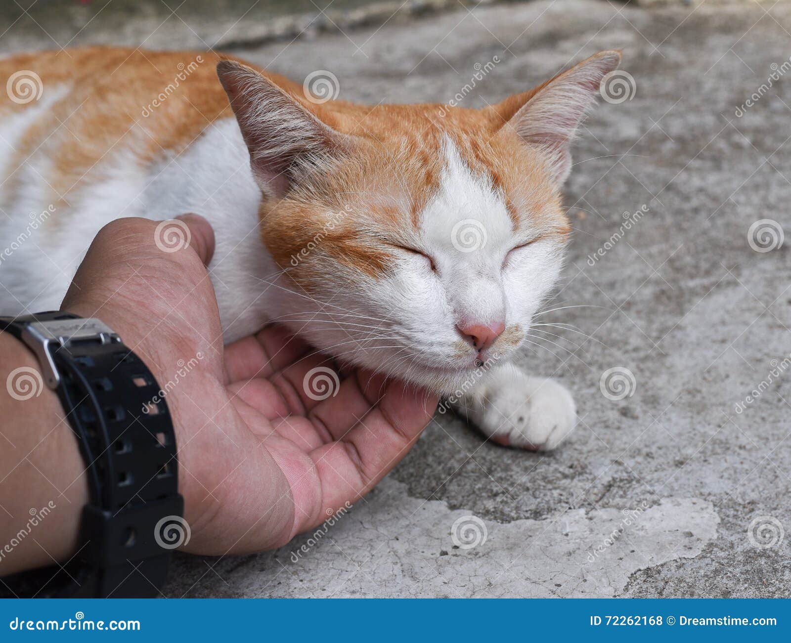 Cat stock photo. Image of adorable, breed, cats, siemens - 72262168