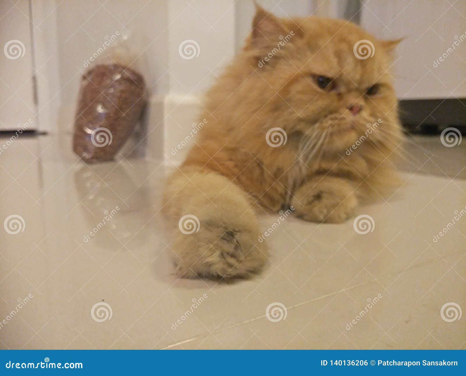 A cat in my home stock photo. Image of beautiful, young - 140136206