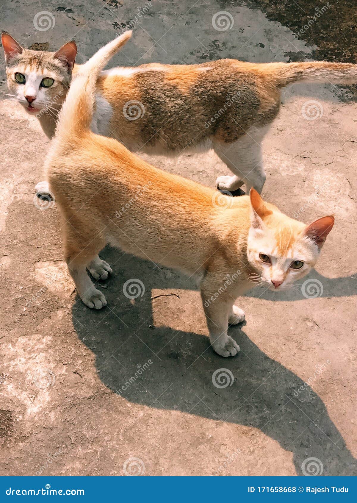 Cat at My Home Out Site Pucy Stock Photo - Image of site, home: 171658668