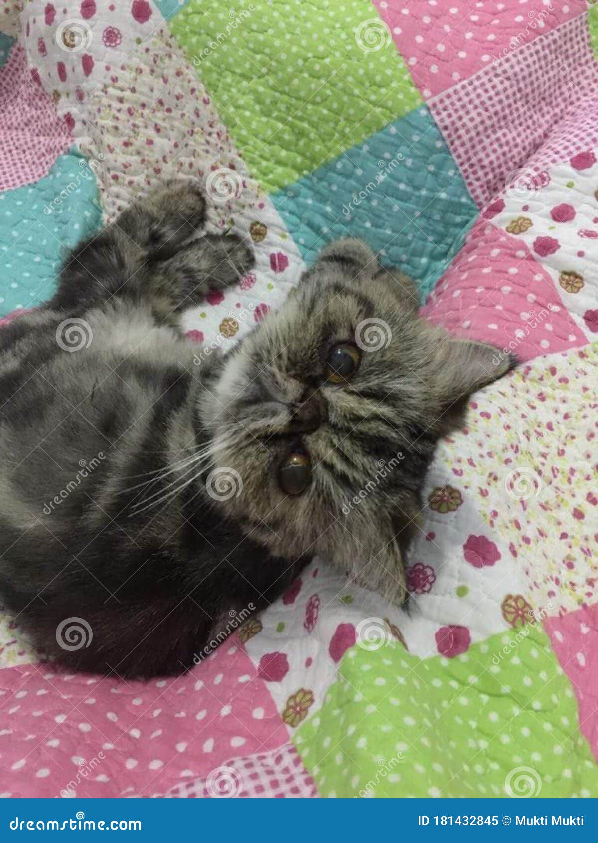 The cat is my pat stock image. Image of flower, nose - 181432845