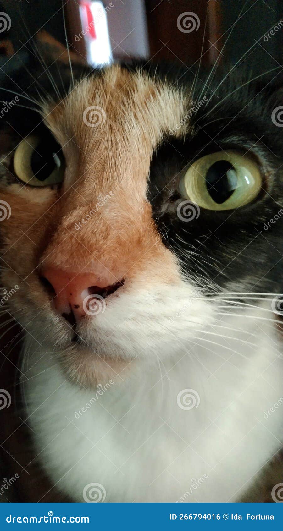 The cat named beta stock photo. Image of beta, animal - 266794016